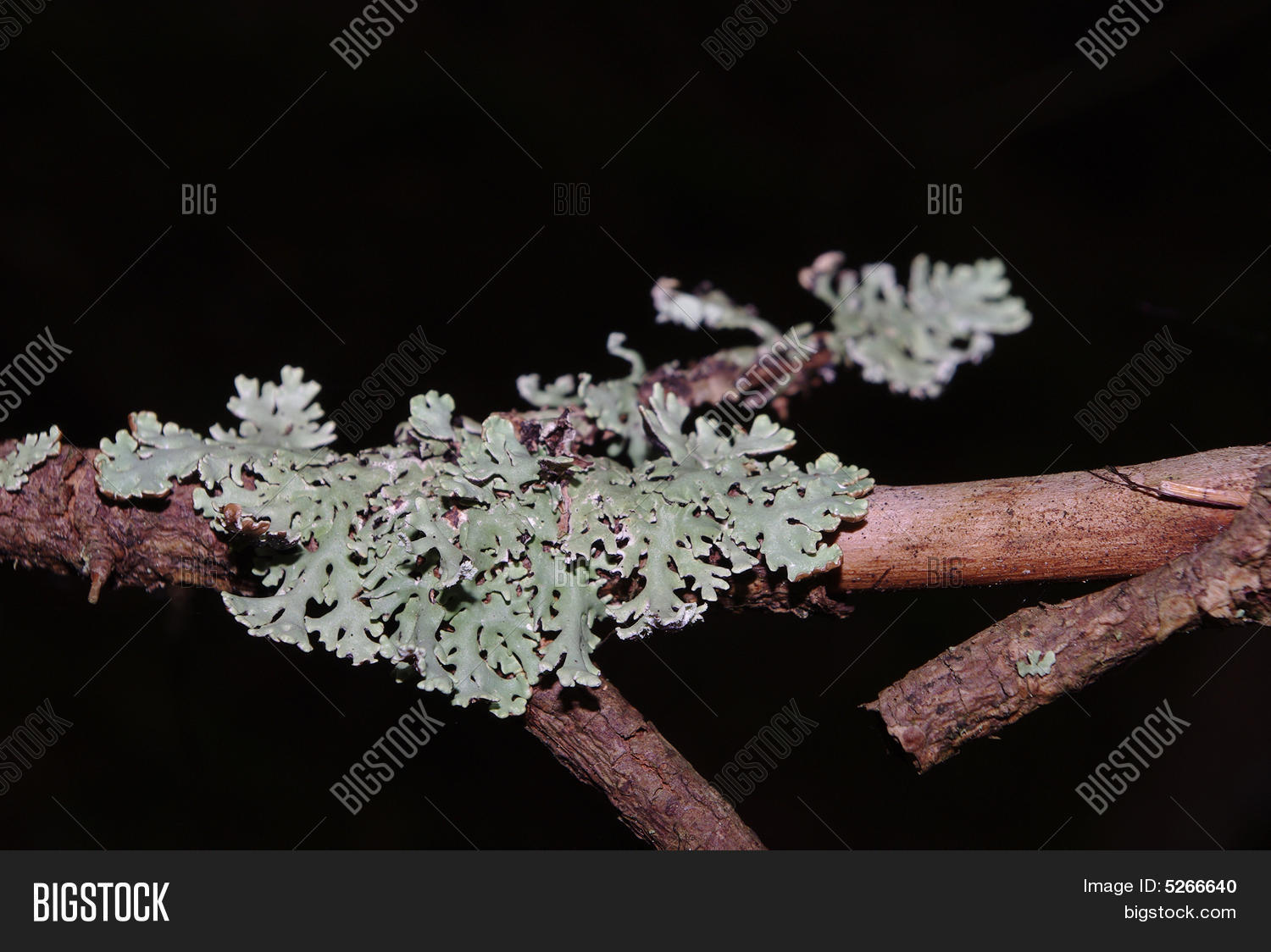 Hypogymnia Physodes Image & Photo (Free Trial) | Bigstock