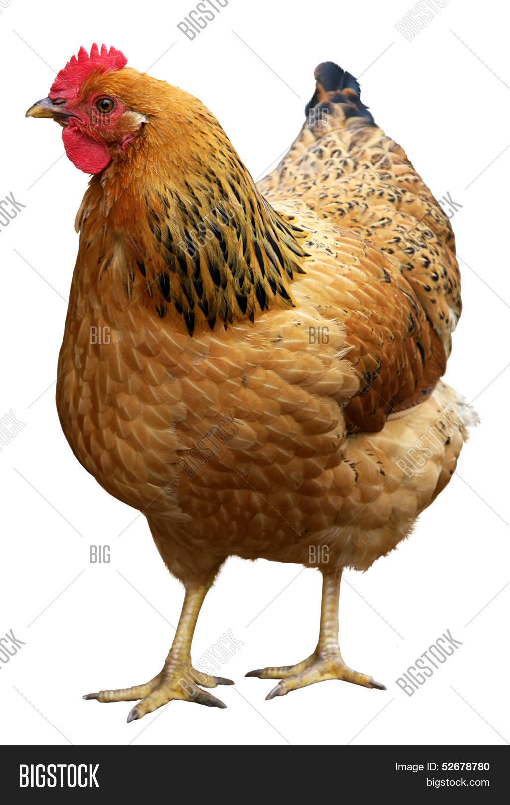 Brown Hen Isolated On Image & Photo (Free Trial) | Bigstock