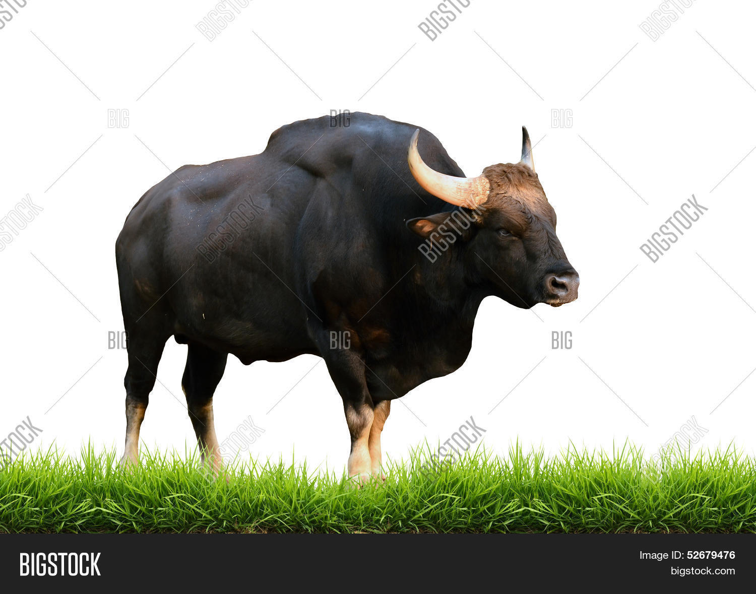 Gaur Green Grass Image & Photo (Free Trial) | Bigstock