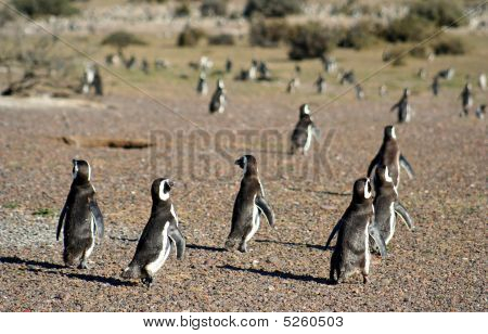 Penguins Marching Image & Photo (Free Trial) | Bigstock