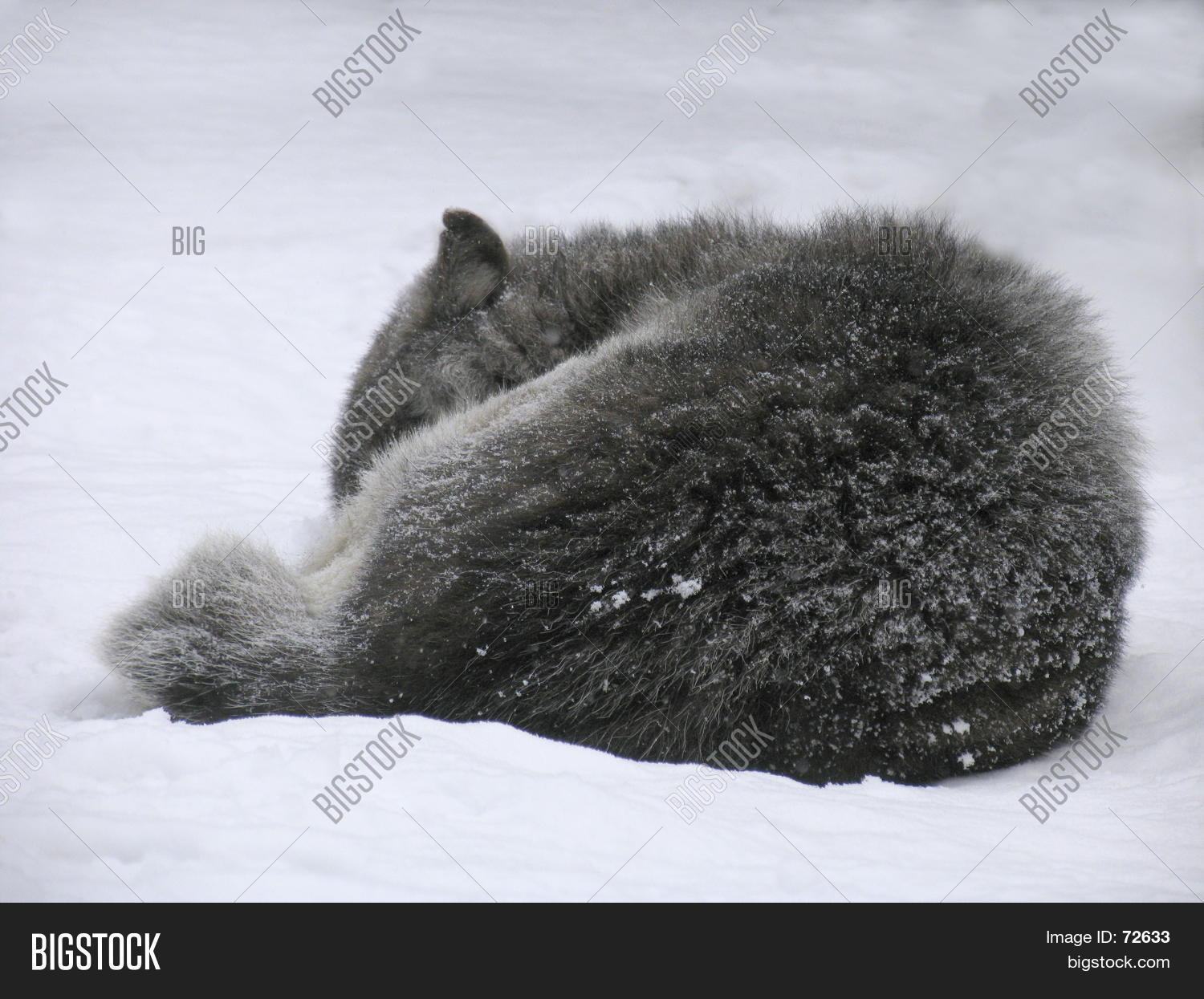 Canadian Wolf Image & Photo (Free Trial) | Bigstock