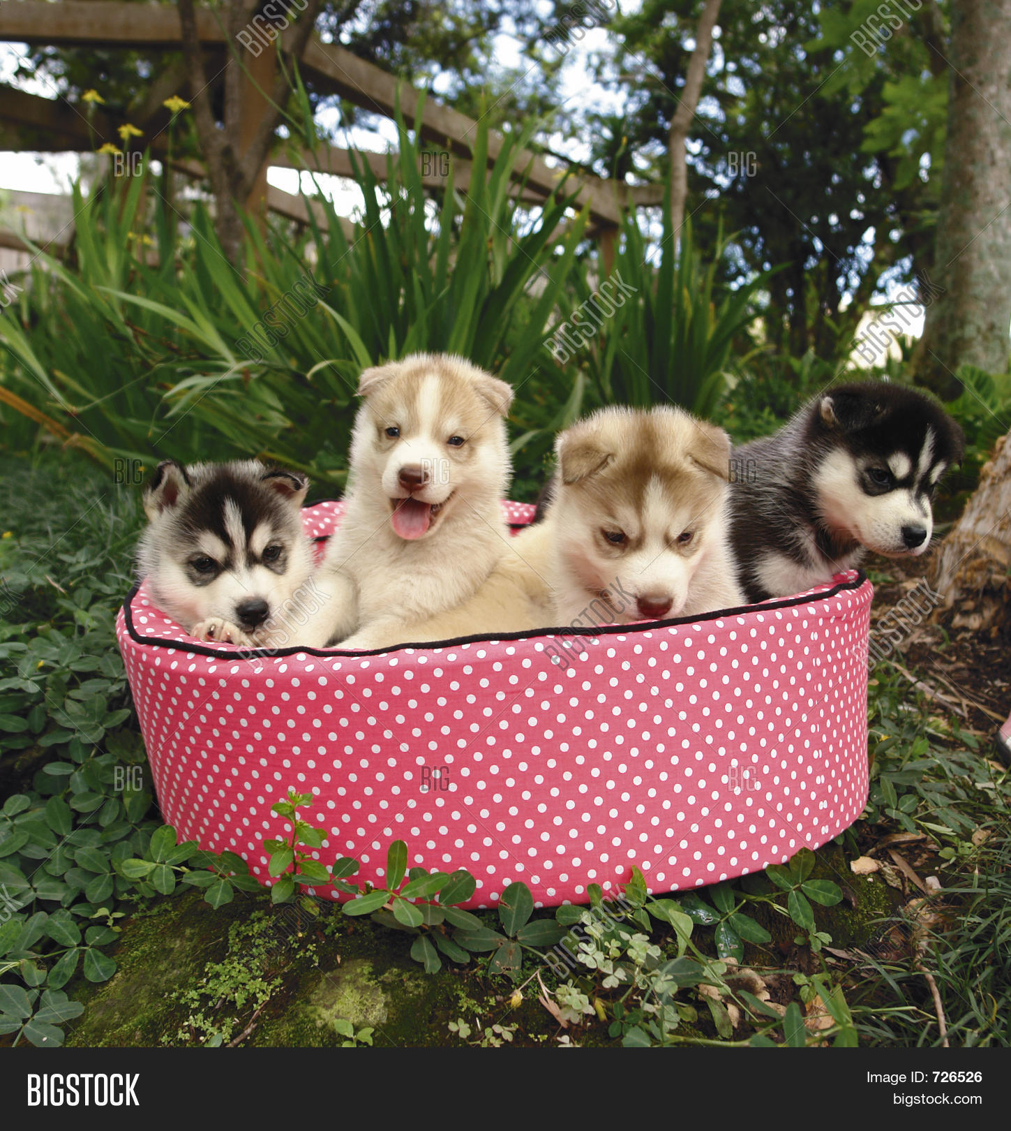 Four Husky Puppies Image & Photo (Free Trial) | Bigstock