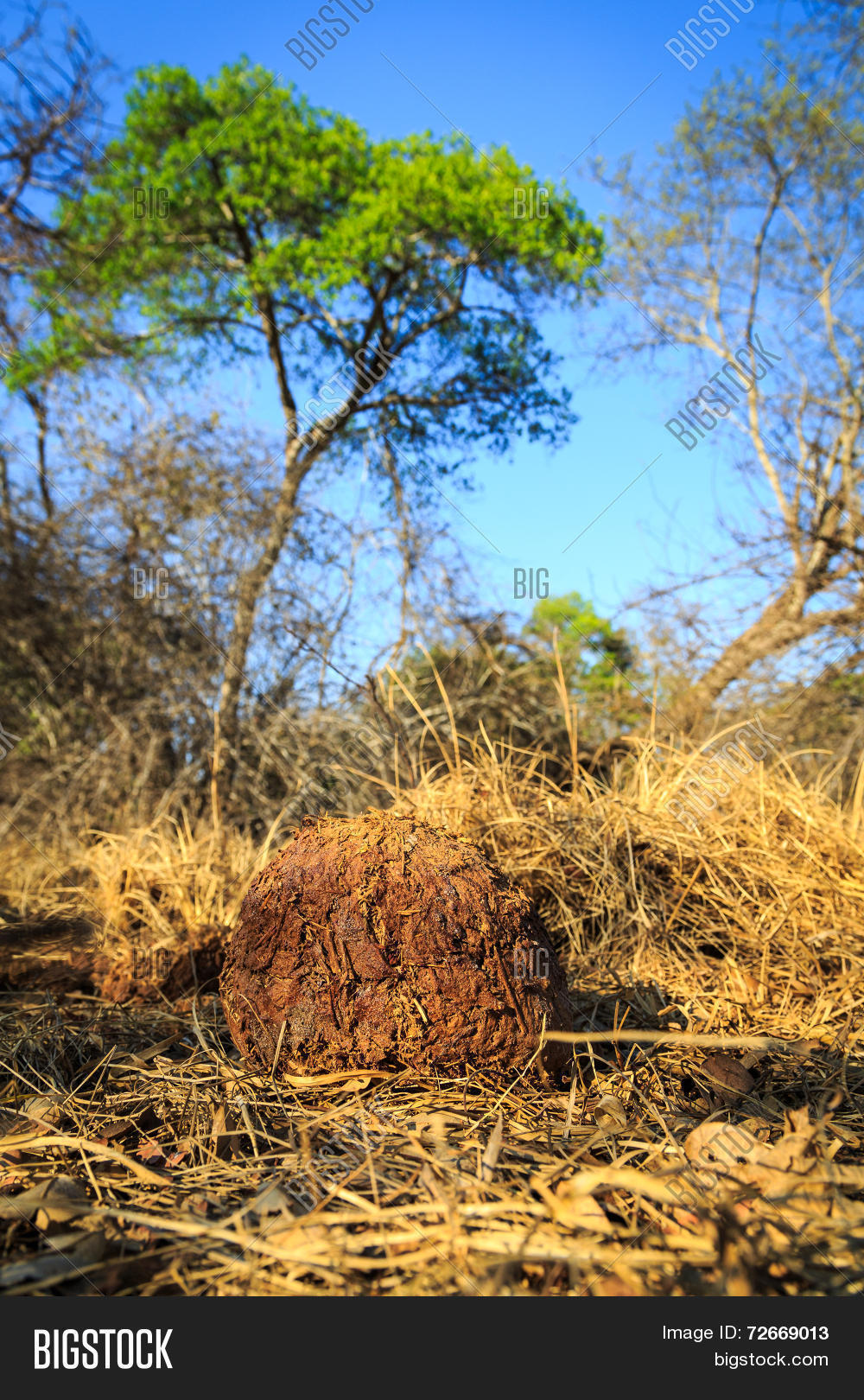 Elephant Poop African Image & Photo (Free Trial) | Bigstock