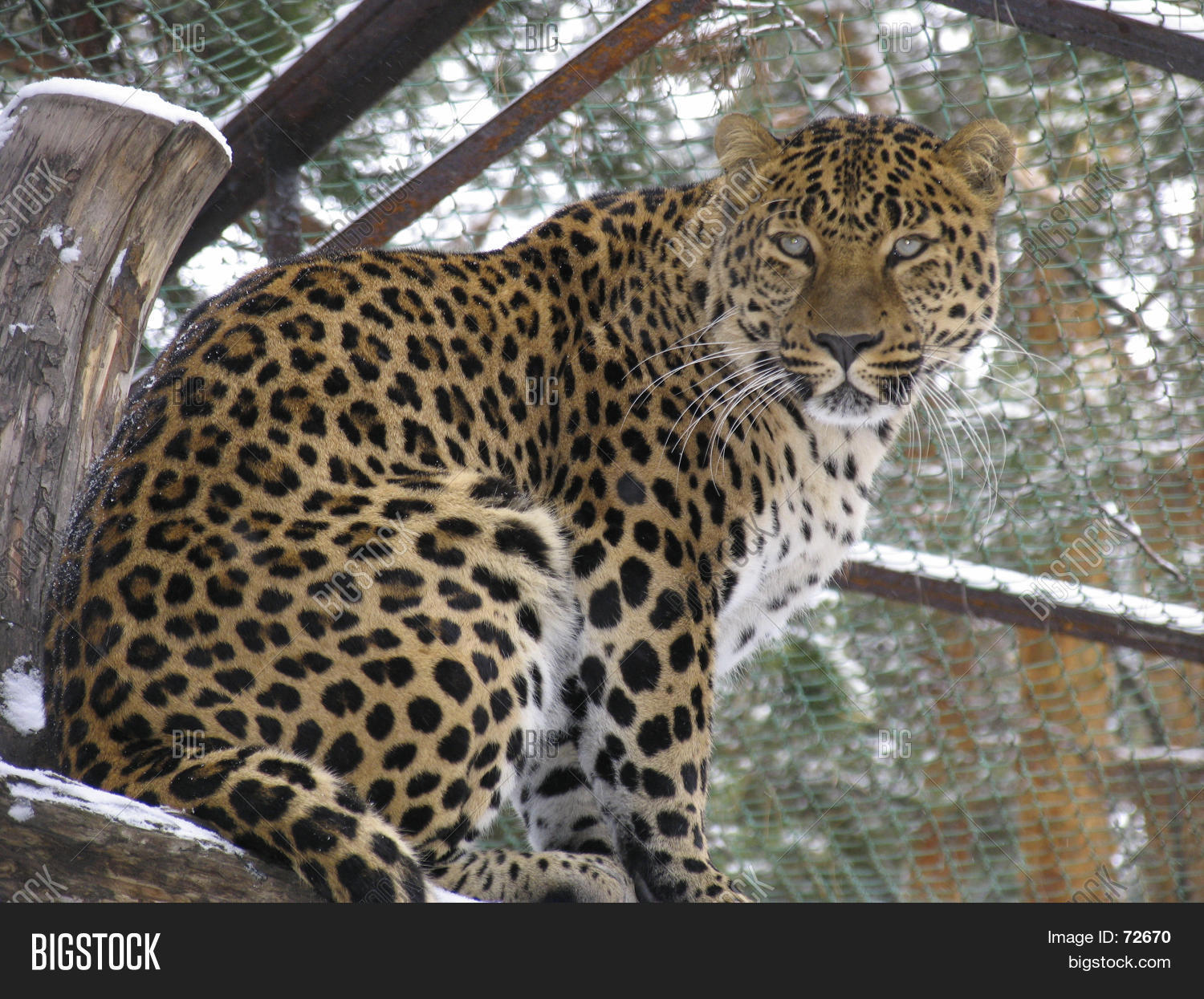 Caucasian Leopard Image & Photo (Free Trial) | Bigstock