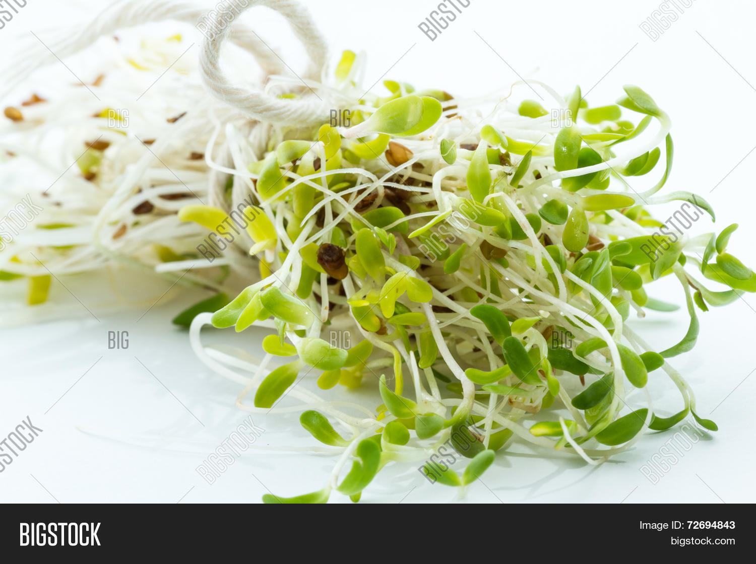Organic Sprouts Image & Photo (Free Trial) | Bigstock