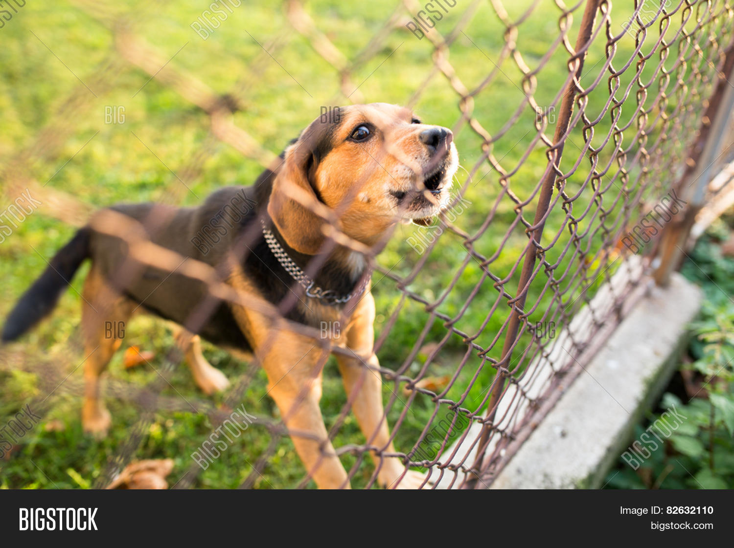 Cute Guard Dog Behind Image & Photo (Free Trial) | Bigstock