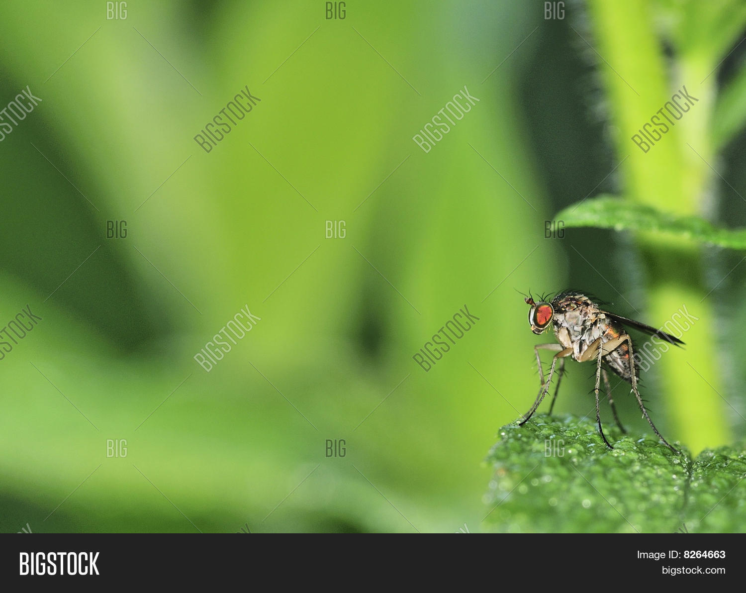 Tachinid Fly Image & Photo (Free Trial) | Bigstock