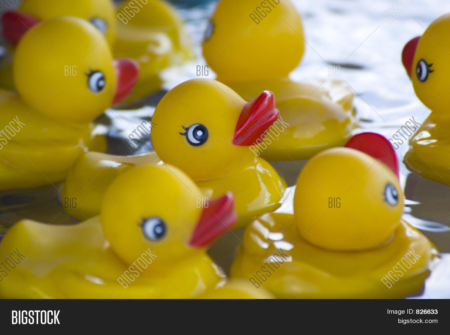 Stuck Duck Image & Photo (Free Trial) | Bigstock
