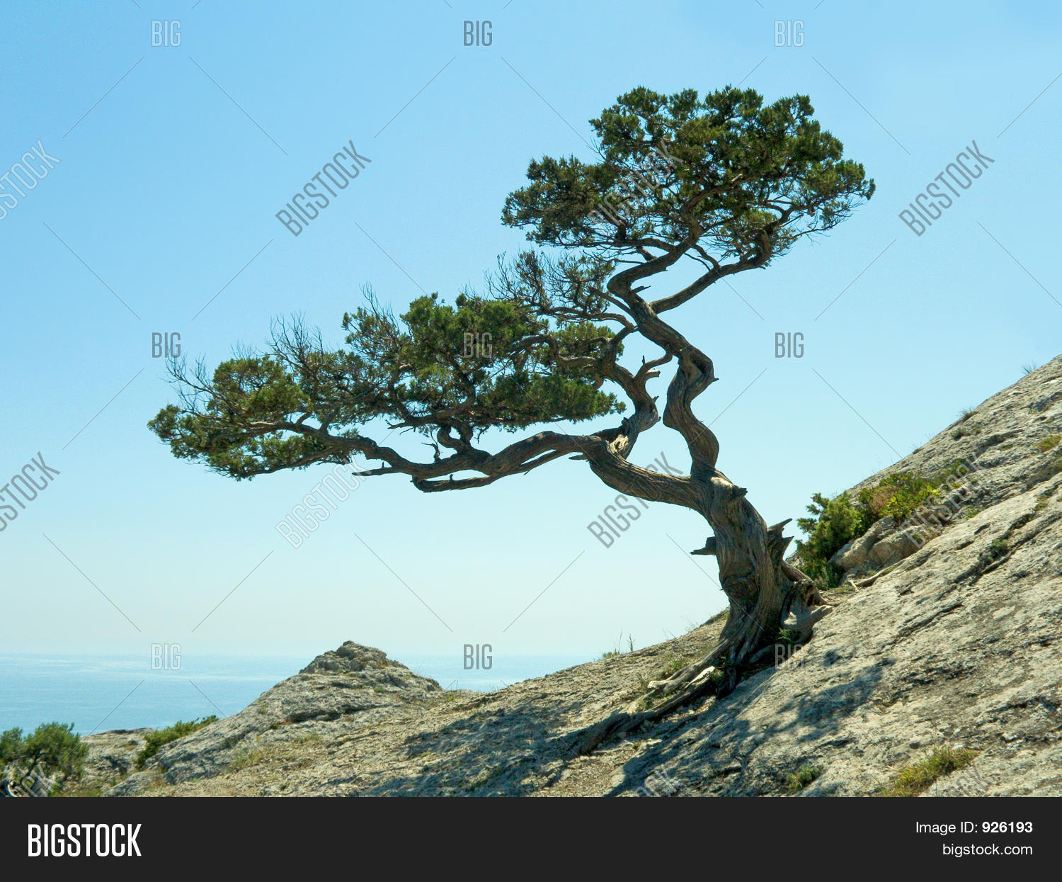 Single Pine Tree Image & Photo (Free Trial) | Bigstock