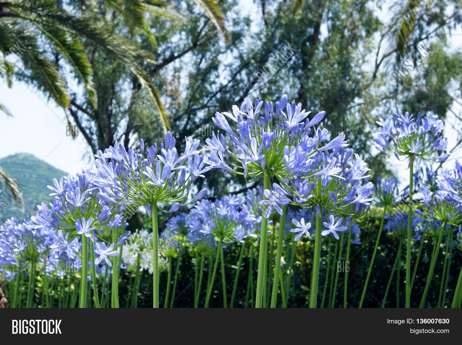 Flower Bed Blooming Image & Photo (Free Trial) | Bigstock