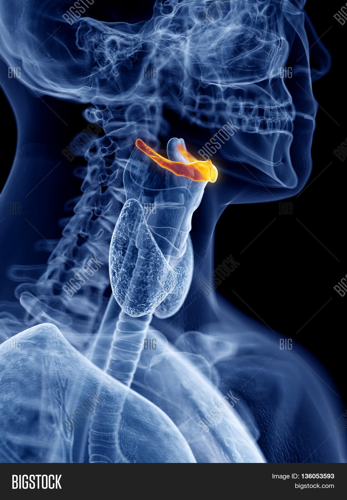 3d Rendered, Medically Image & Photo (Free Trial) | Bigstock