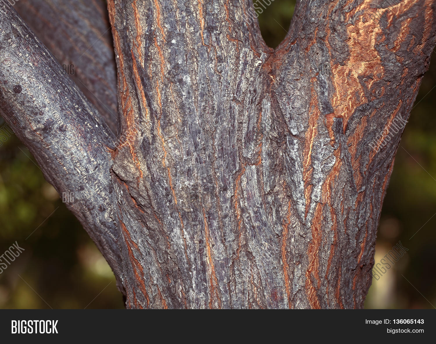 Mighty Tree Split Image & Photo (Free Trial) | Bigstock