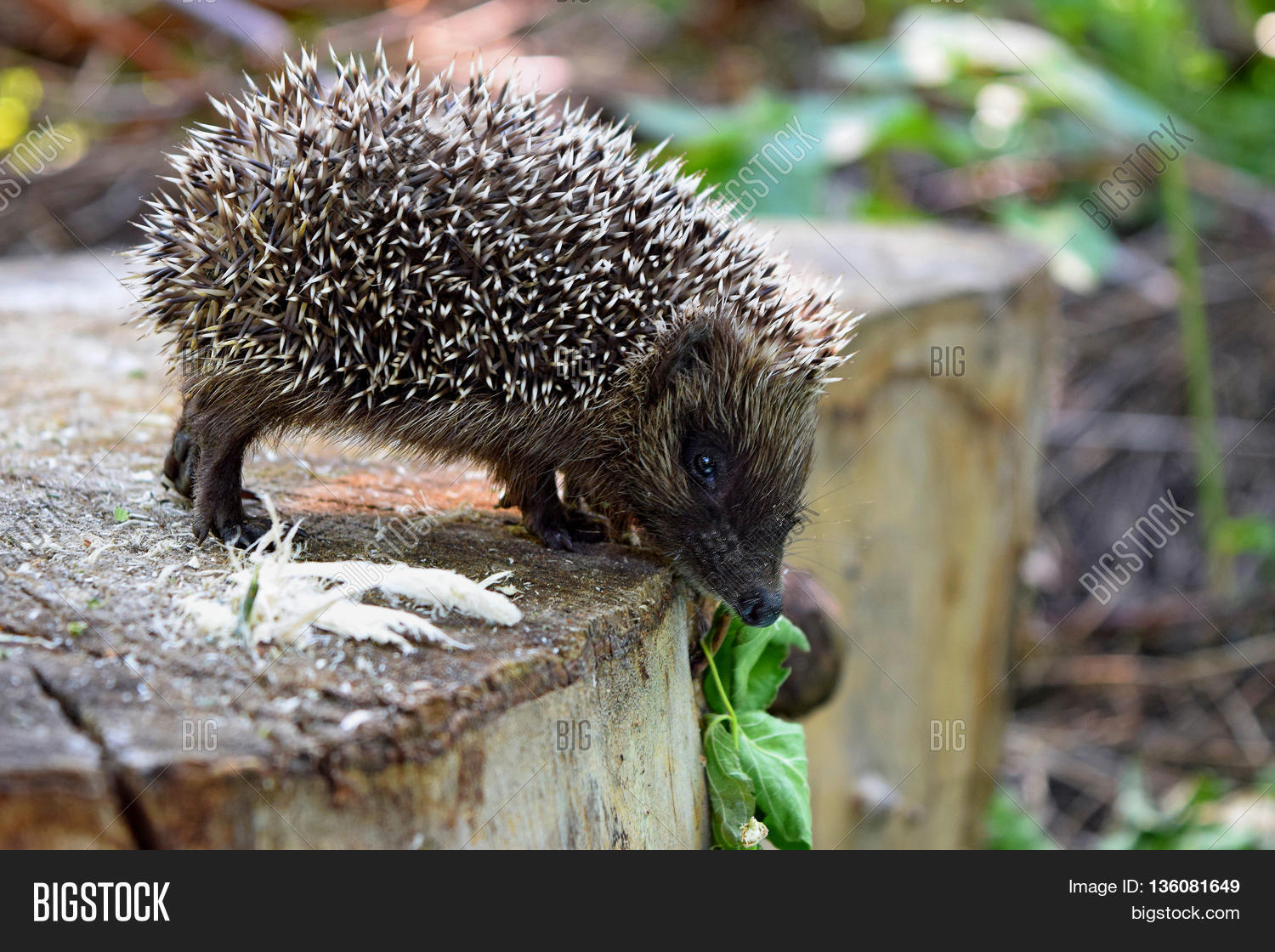 Little Brave Hedgehog Image & Photo (Free Trial) | Bigstock