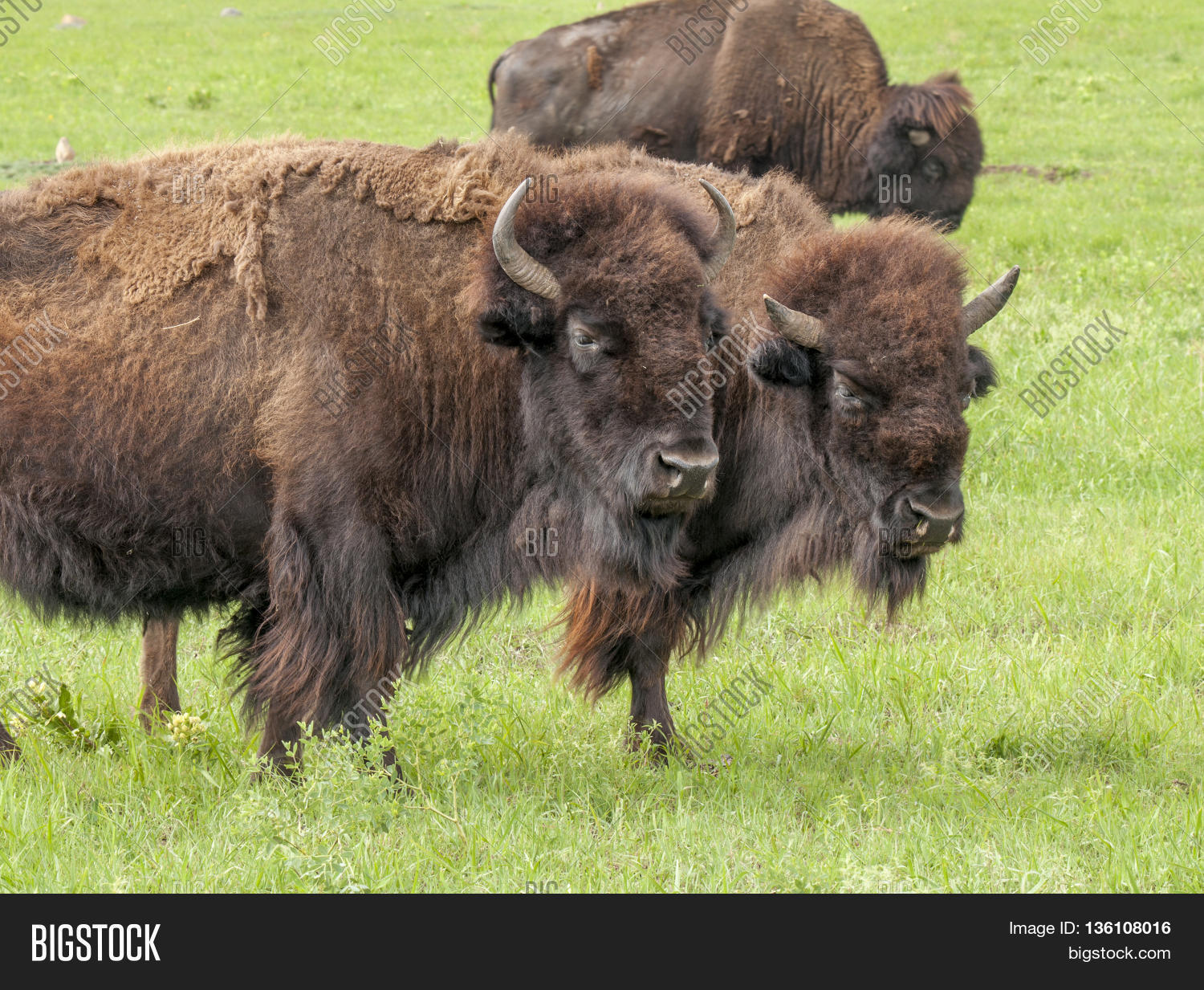 Two Bison Herd Wichita Image & Photo (Free Trial) | Bigstock