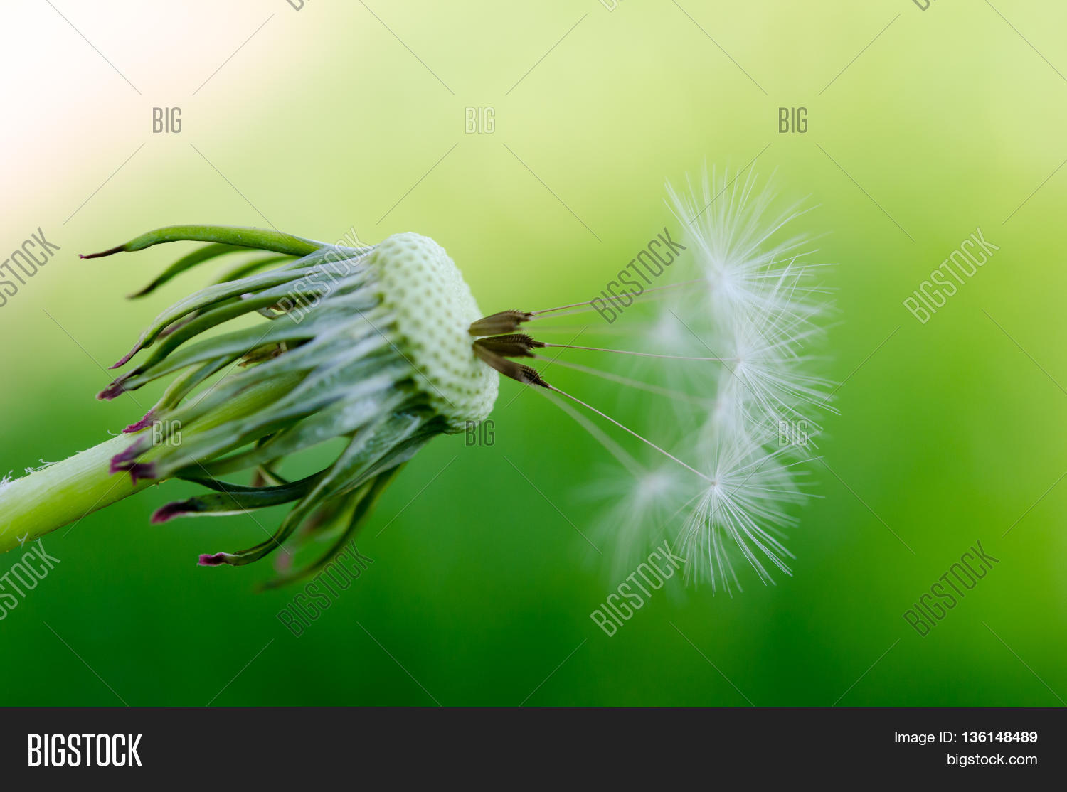 Dandelion Fluff On Image & Photo (Free Trial) | Bigstock
