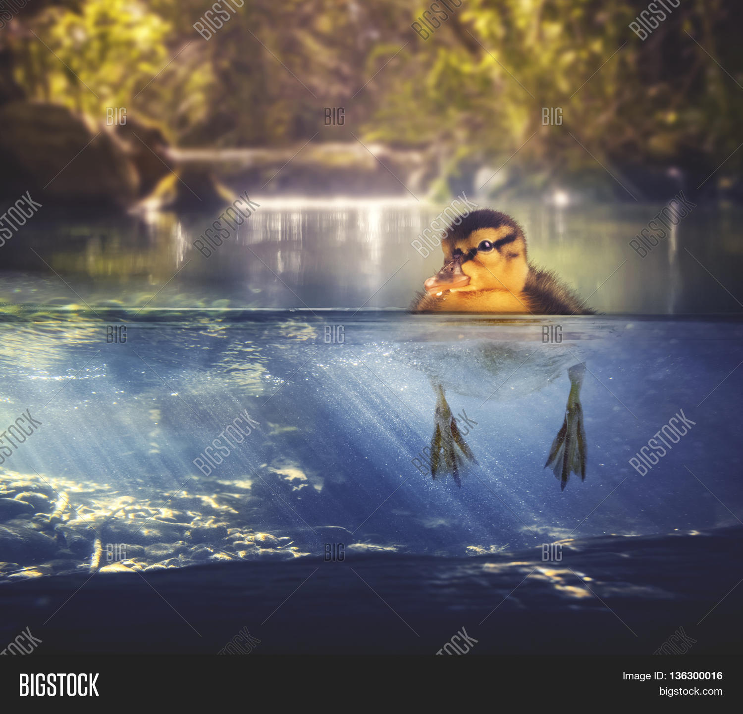 Baby Duck Floating Image & Photo (Free Trial) | Bigstock
