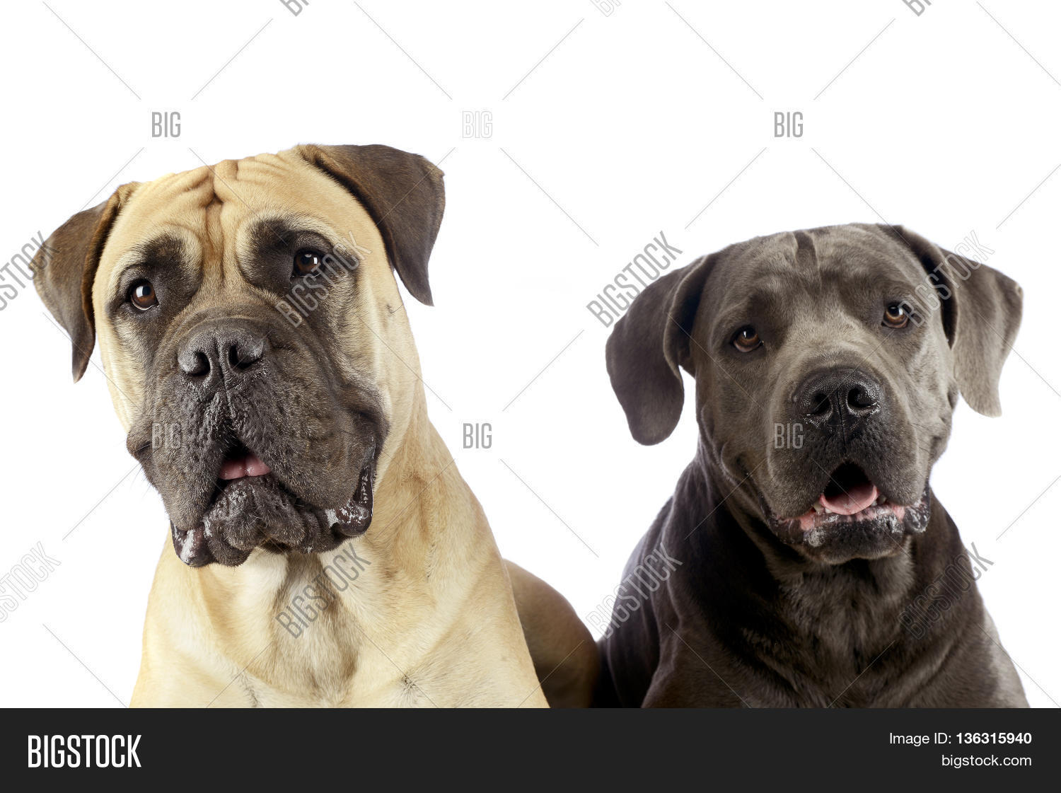 Bull Mastiff Puppy Image & Photo (Free Trial) | Bigstock
