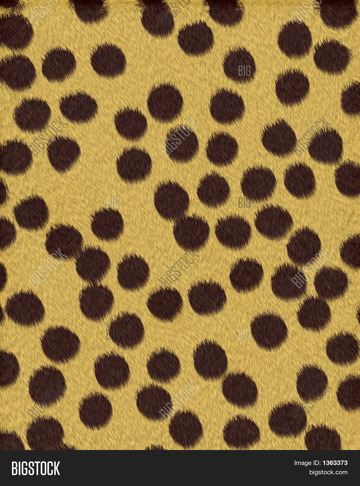 Cheetah Large Spots Image & Photo (Free Trial) | Bigstock