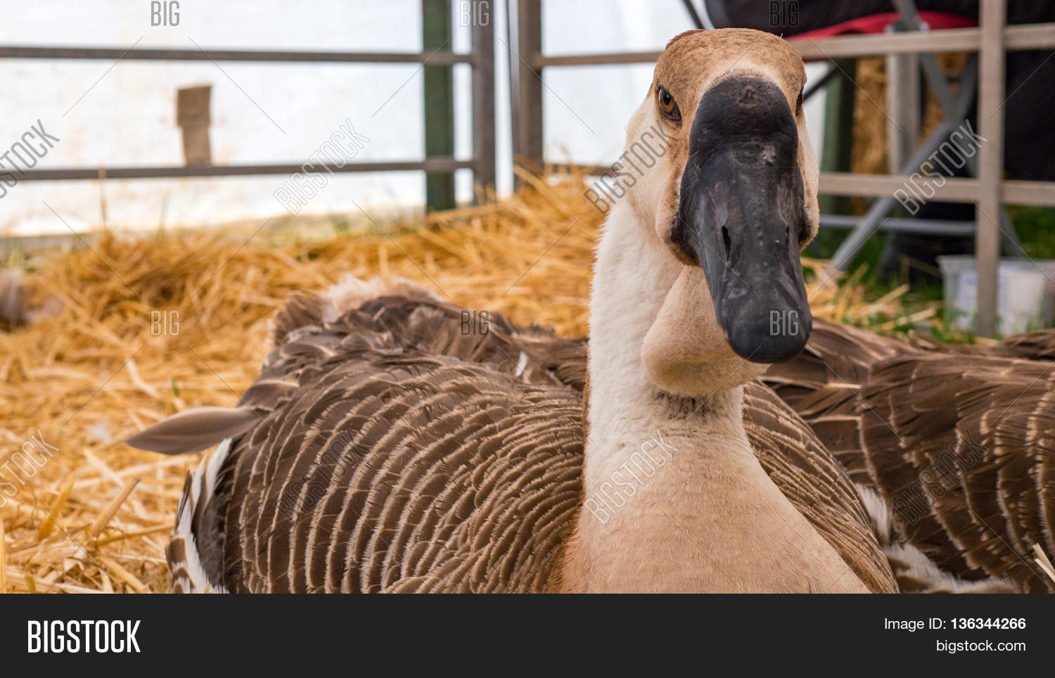 Very Rare African Image & Photo (Free Trial) | Bigstock