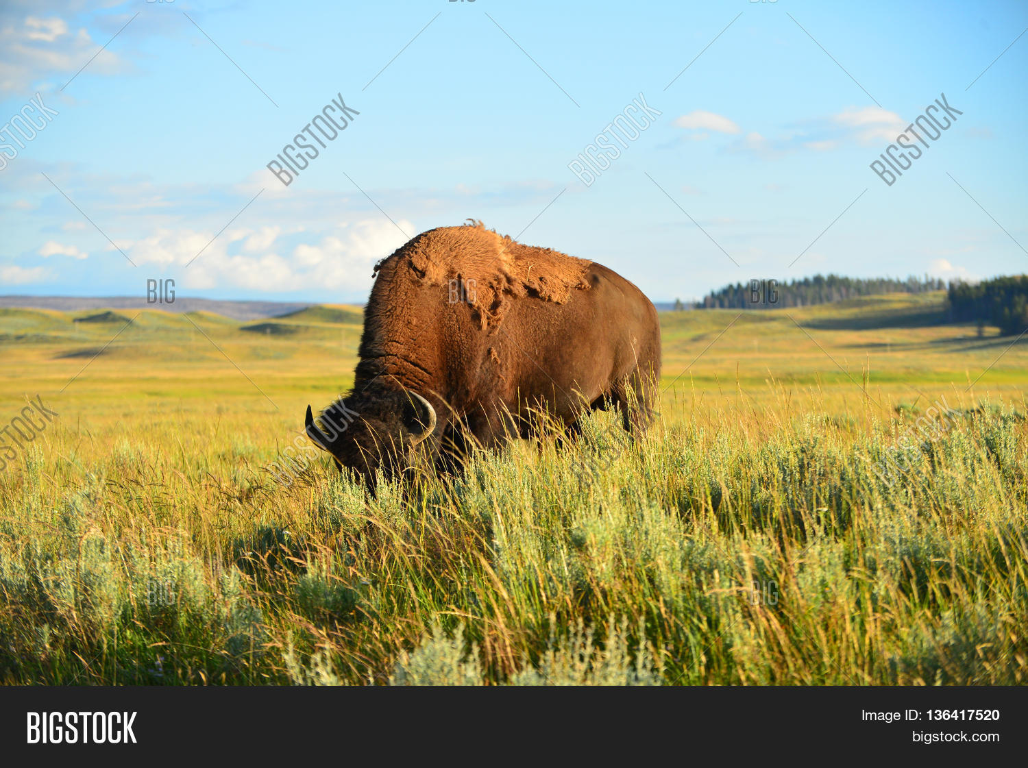 Bison Valley Image & Photo (Free Trial) | Bigstock
