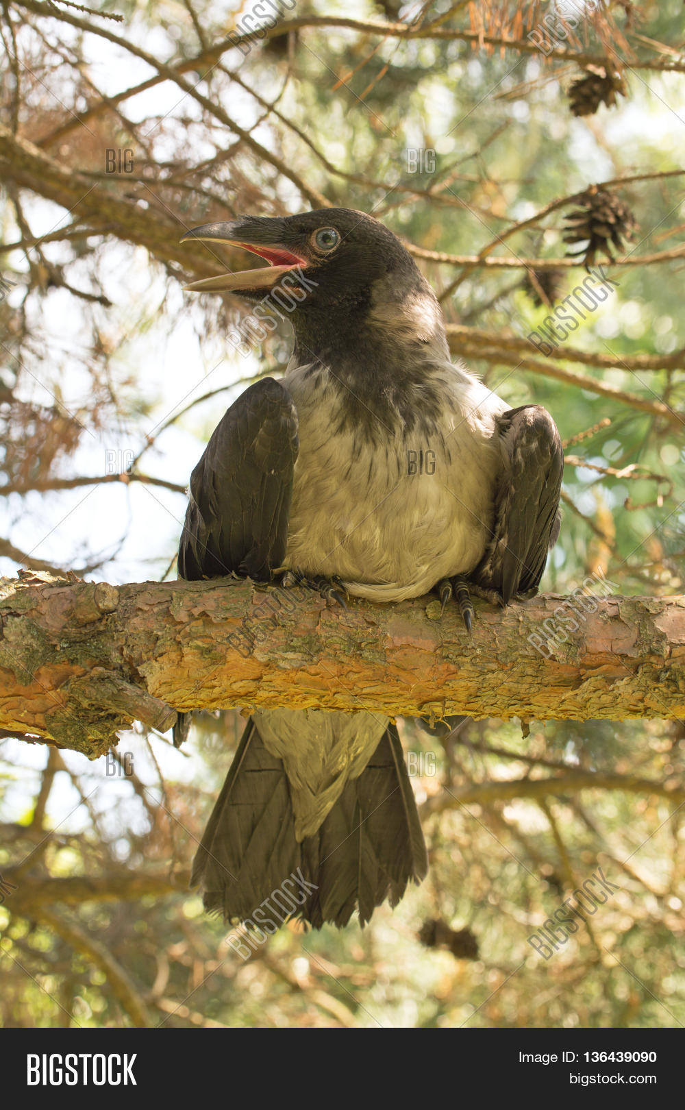 Crow On Tree Branch. Image & Photo (Free Trial) | Bigstock