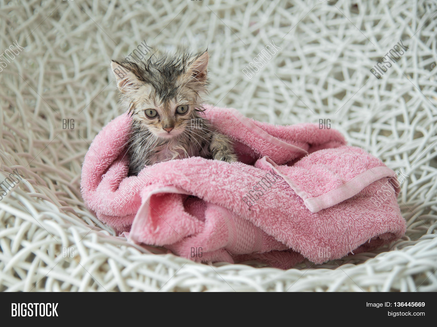 Cute Soggy Kitten Image & Photo (Free Trial) | Bigstock