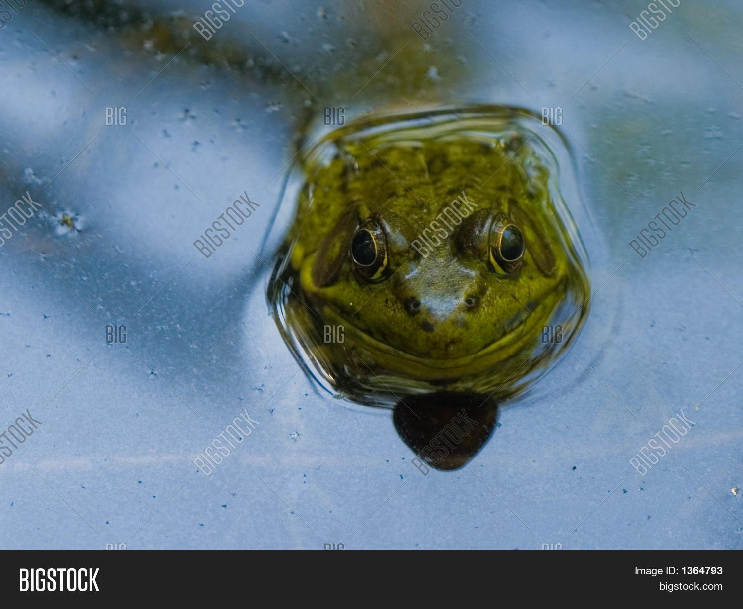 Funny Bullfrog Face Image & Photo (Free Trial) | Bigstock