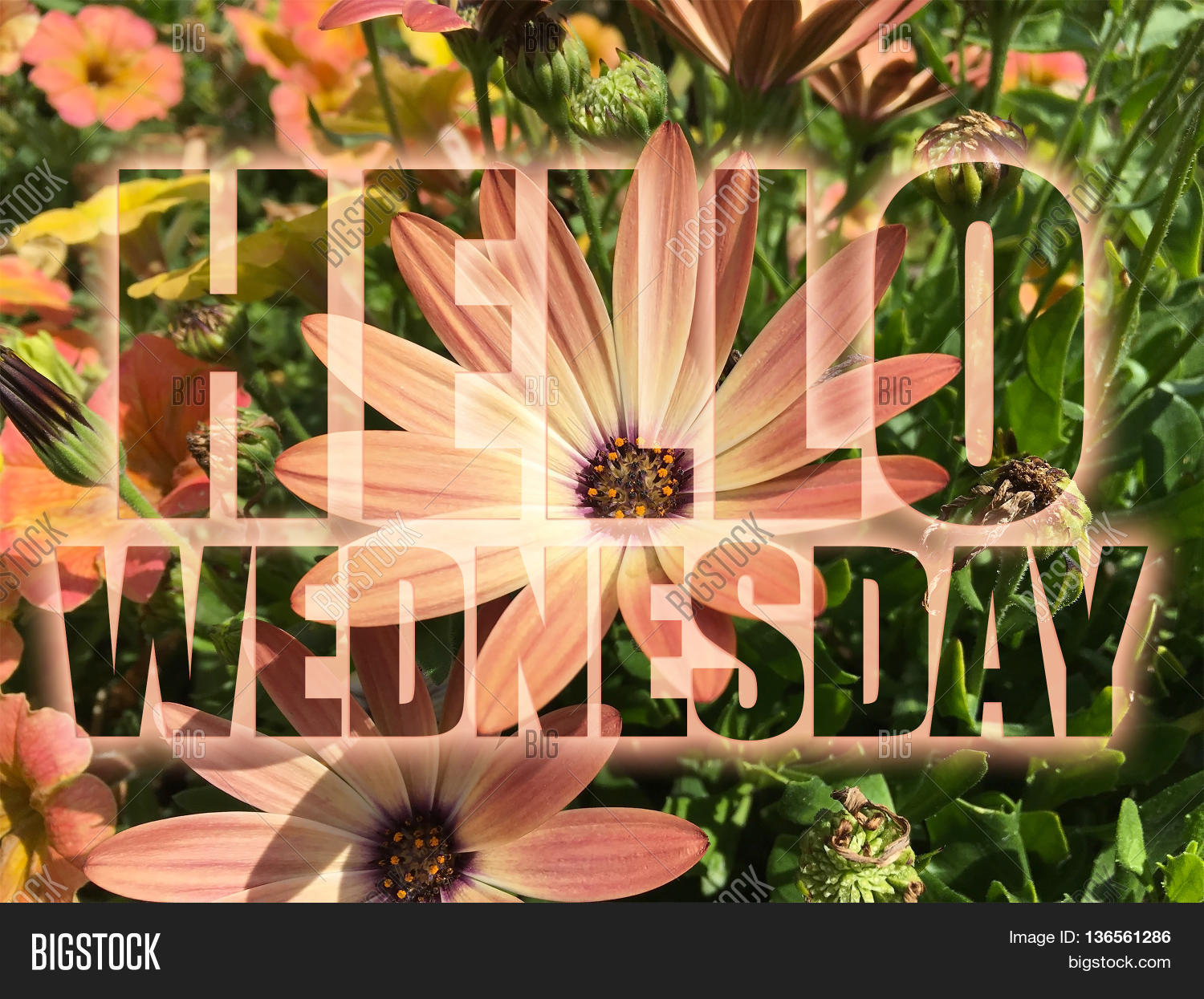 Hello Wednesday Word Image & Photo (Free Trial) | Bigstock