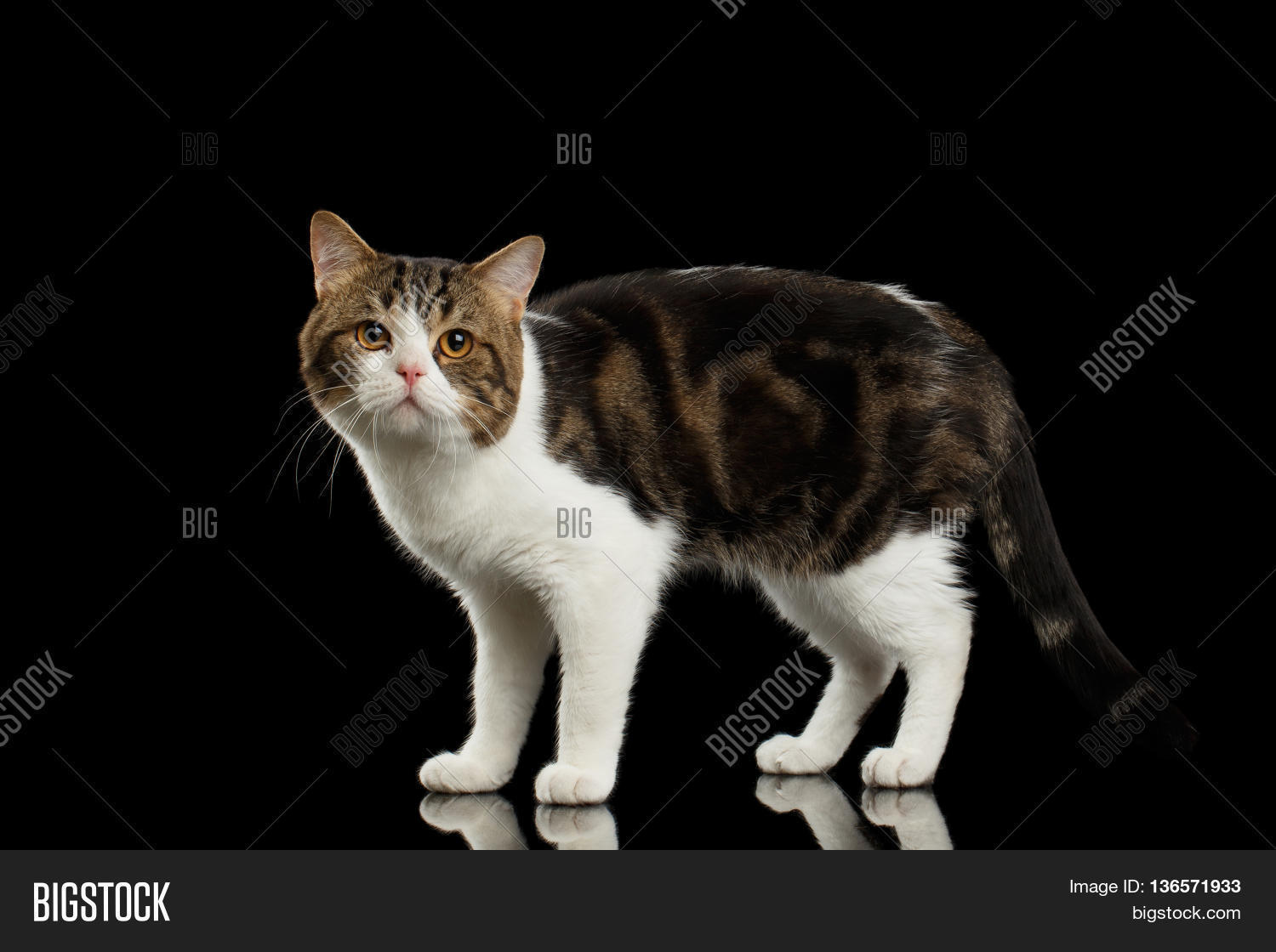 Sad Scottish Straight Image & Photo (Free Trial) | Bigstock