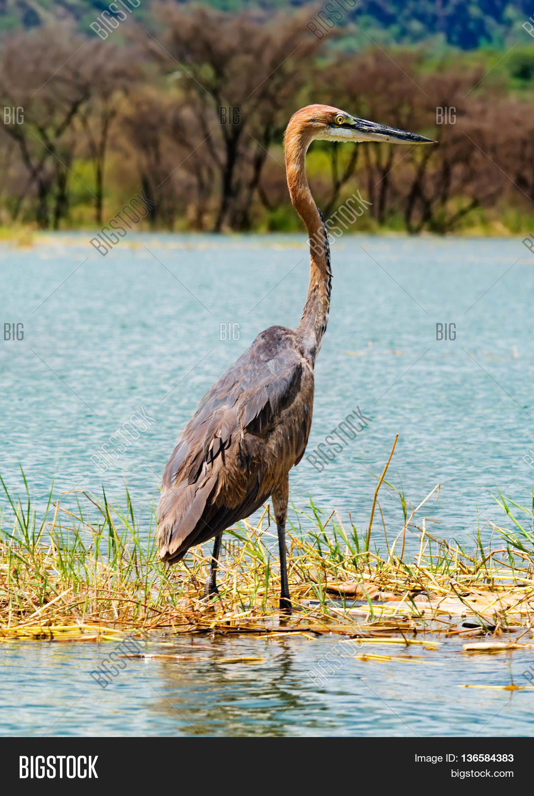 Goliath Heron (ardea Image & Photo (Free Trial) | Bigstock
