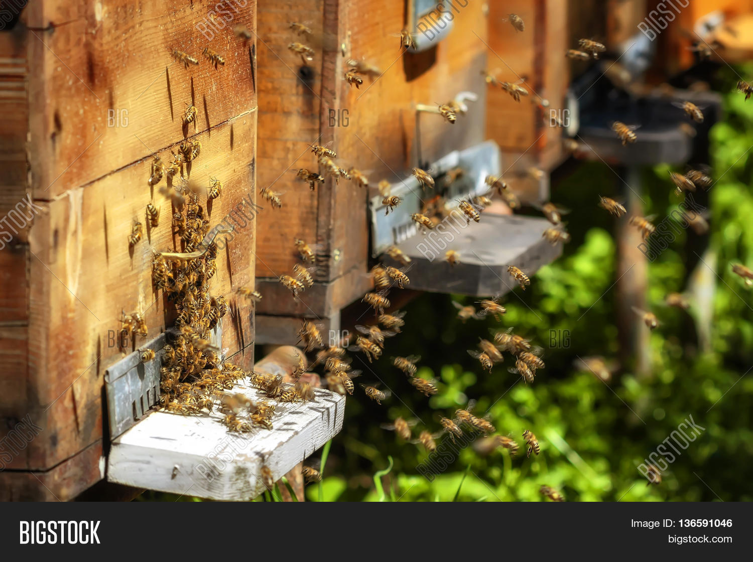 Hives Apiary Bees Image & Photo (Free Trial) | Bigstock