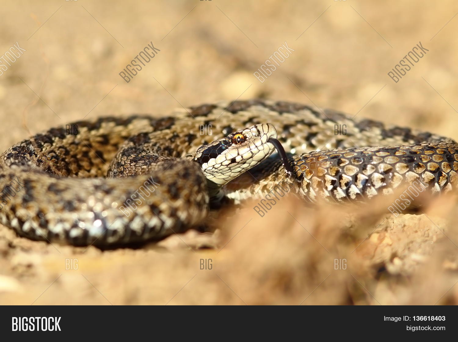 Meadow Viper Ready Image & Photo (Free Trial) | Bigstock