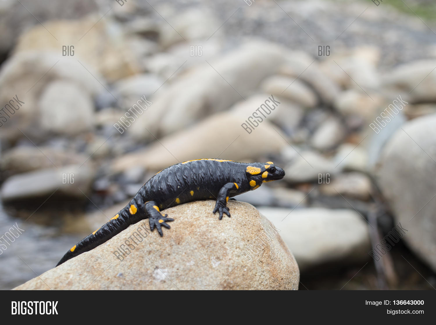Beautiful Salamander Image & Photo (Free Trial) | Bigstock