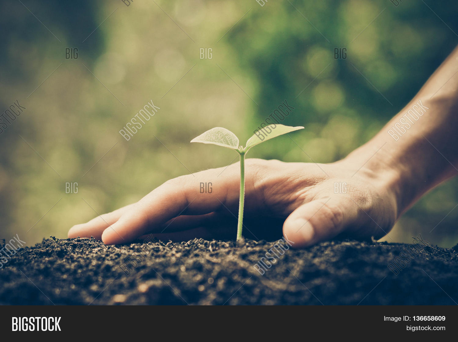 Hands Growing Image & Photo (Free Trial) | Bigstock