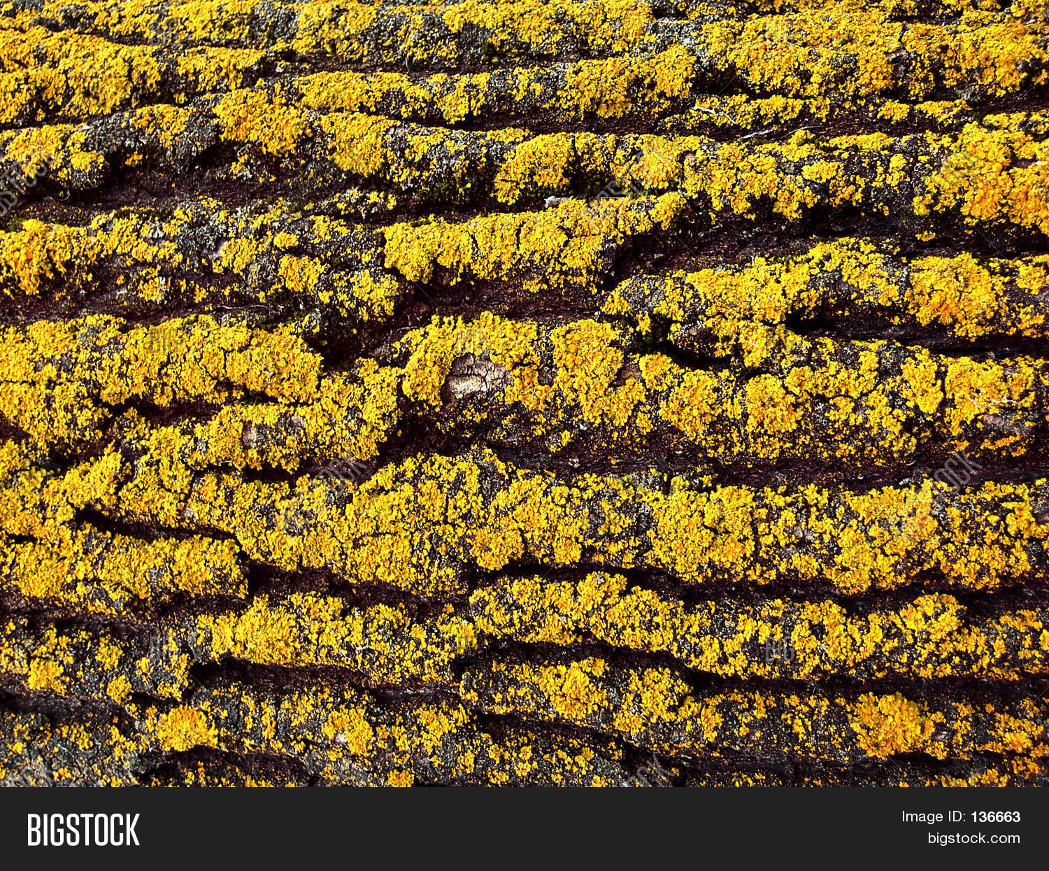Yellow Moss Image & Photo (Free Trial) | Bigstock