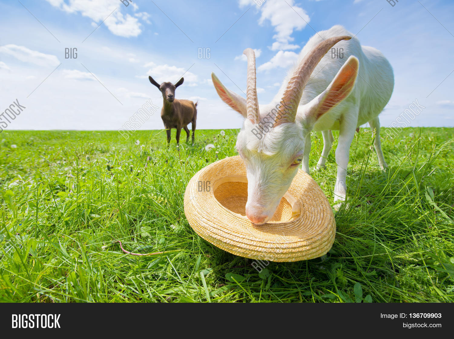 Two Goats On Green Image & Photo (Free Trial) | Bigstock