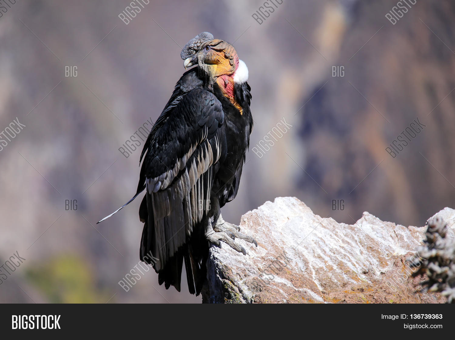 Andean Condor Sitting Image & Photo (Free Trial) | Bigstock