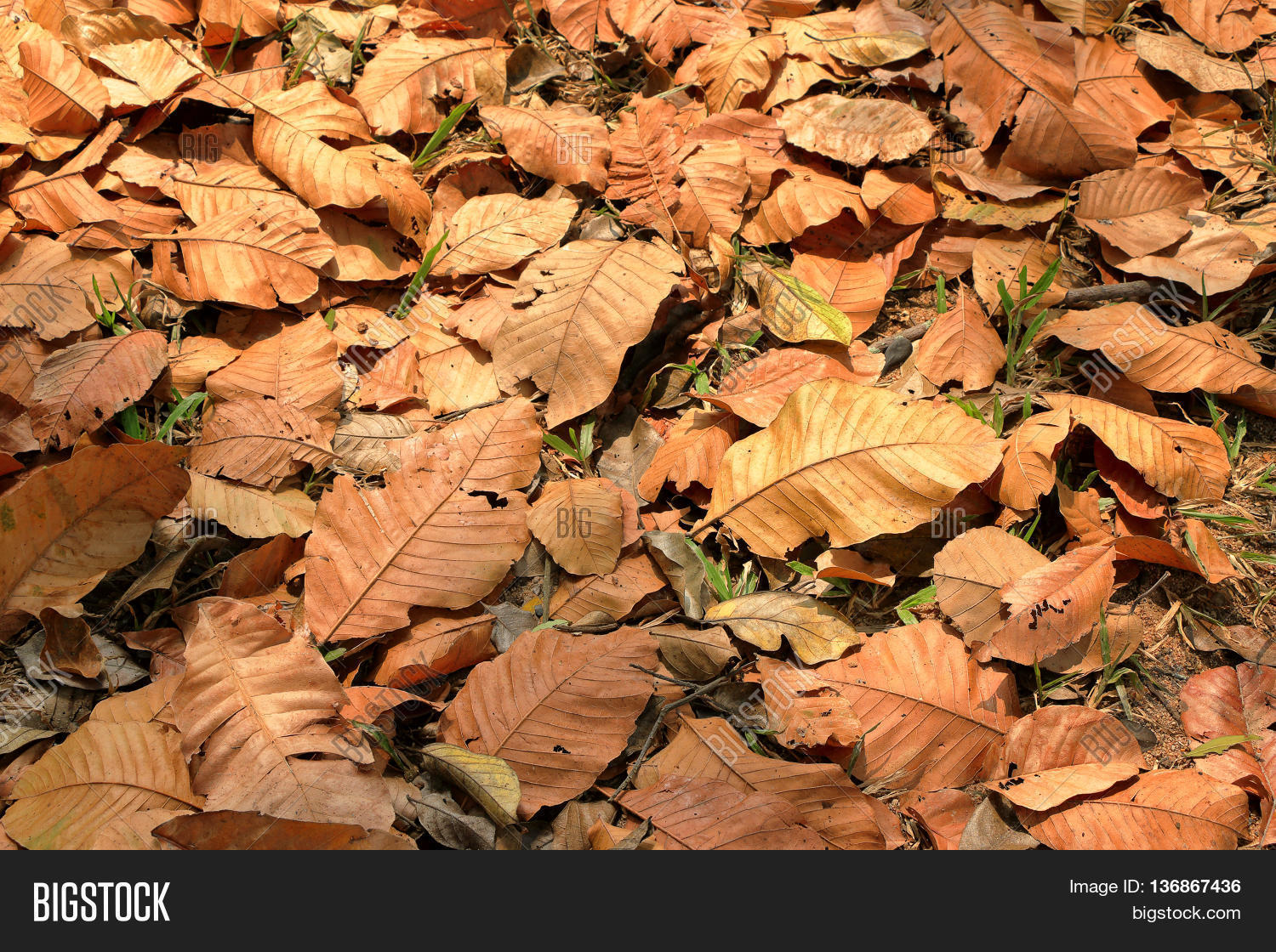 Dead Leaves On Ground Image & Photo (Free Trial) | Bigstock