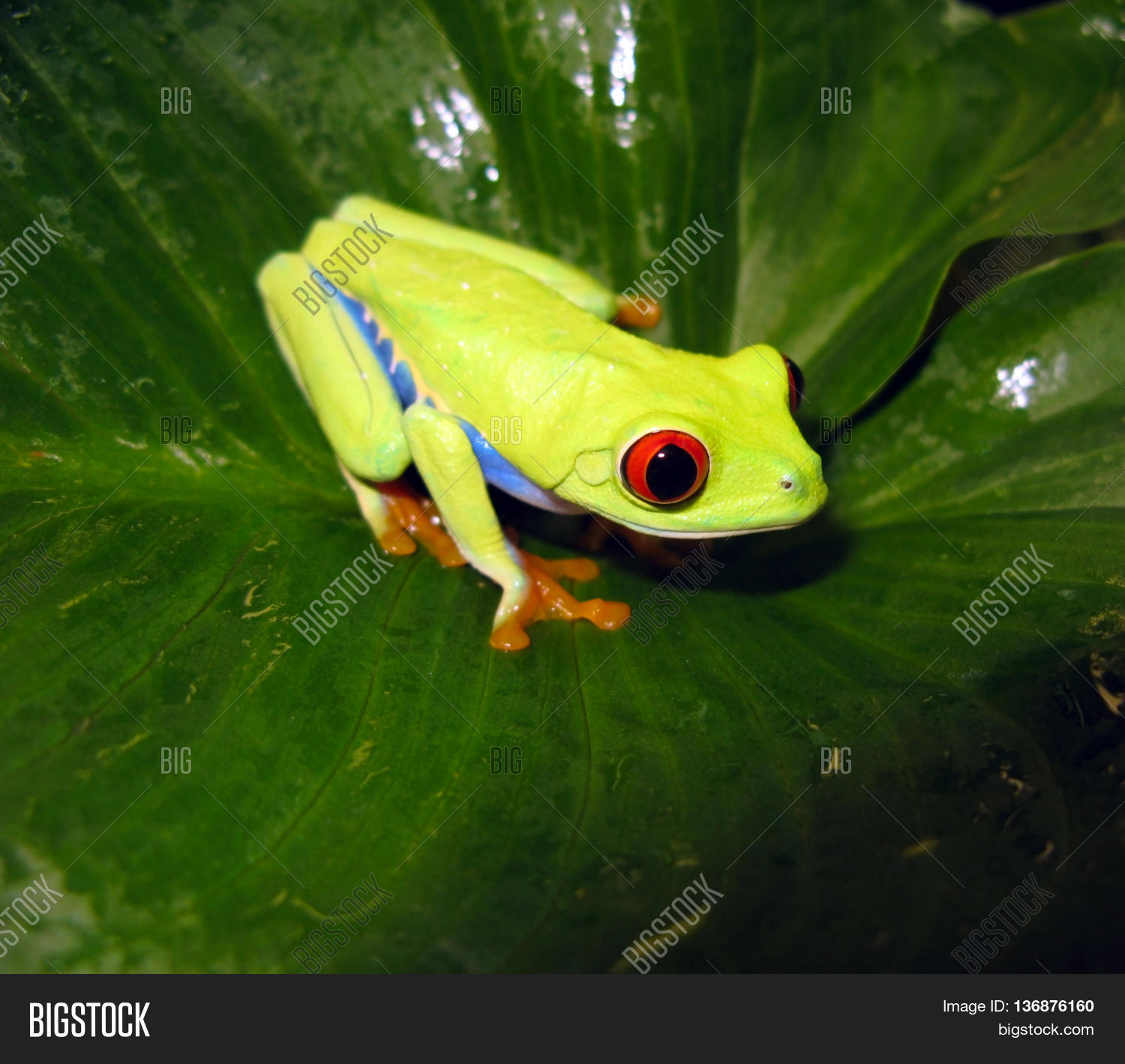 Red Eye Tree Frog Blue Image & Photo (Free Trial) | Bigstock