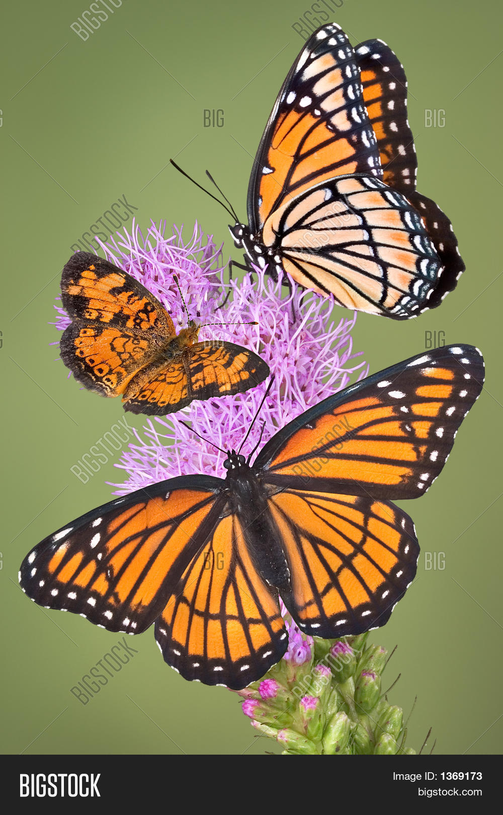 Three's Company Butterfly Picture at Joel Sherwin blog