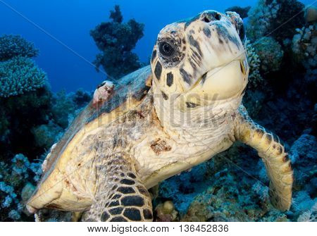 Turtle Portrait Taken Image & Photo (Free Trial) | Bigstock