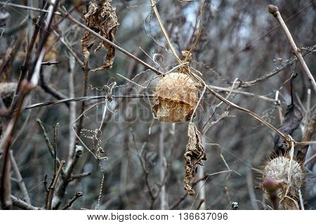 Dried Seed Pod Wild Image & Photo (Free Trial) | Bigstock