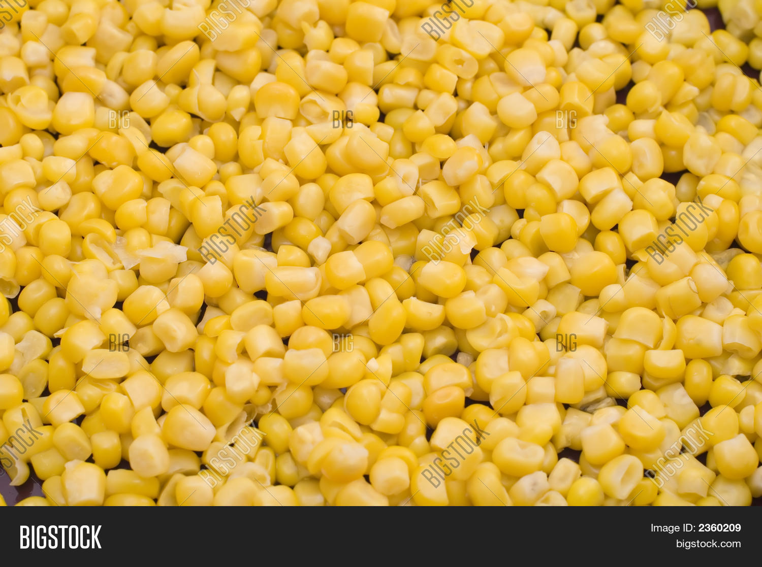 Maize Image & Photo (Free Trial) | Bigstock