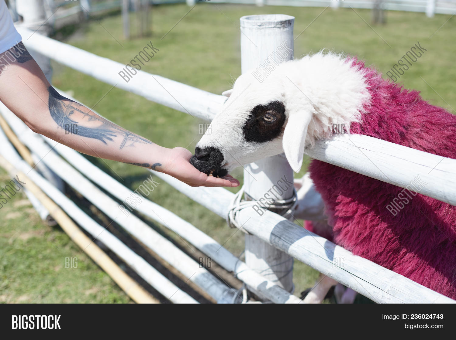 Human Animal Relations Image & Photo (Free Trial) | Bigstock