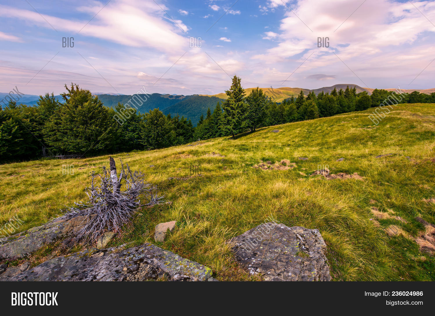 Forest On Hillside Image & Photo (Free Trial) | Bigstock