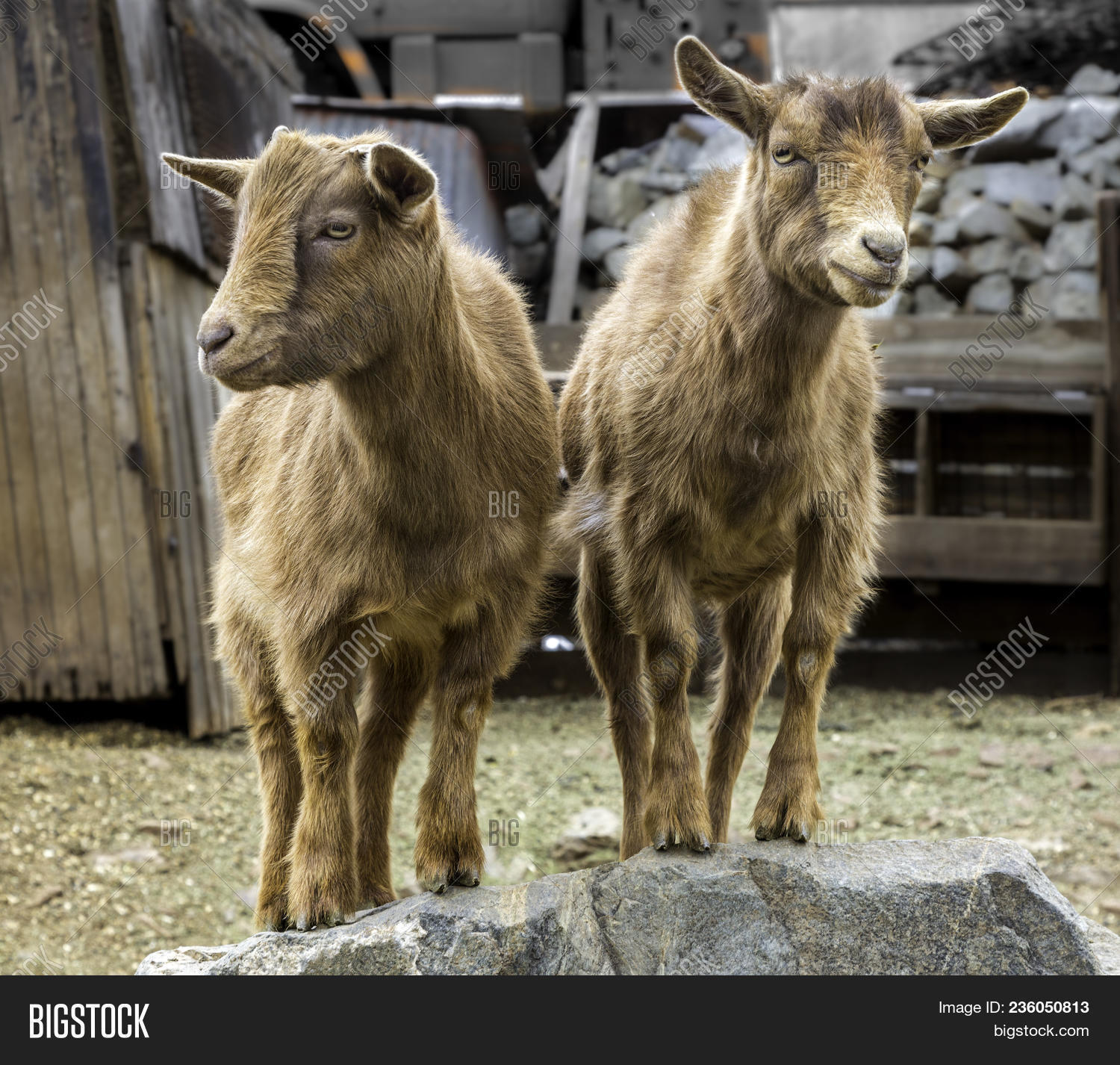 Twin Goat Standing On Image & Photo (Free Trial) | Bigstock