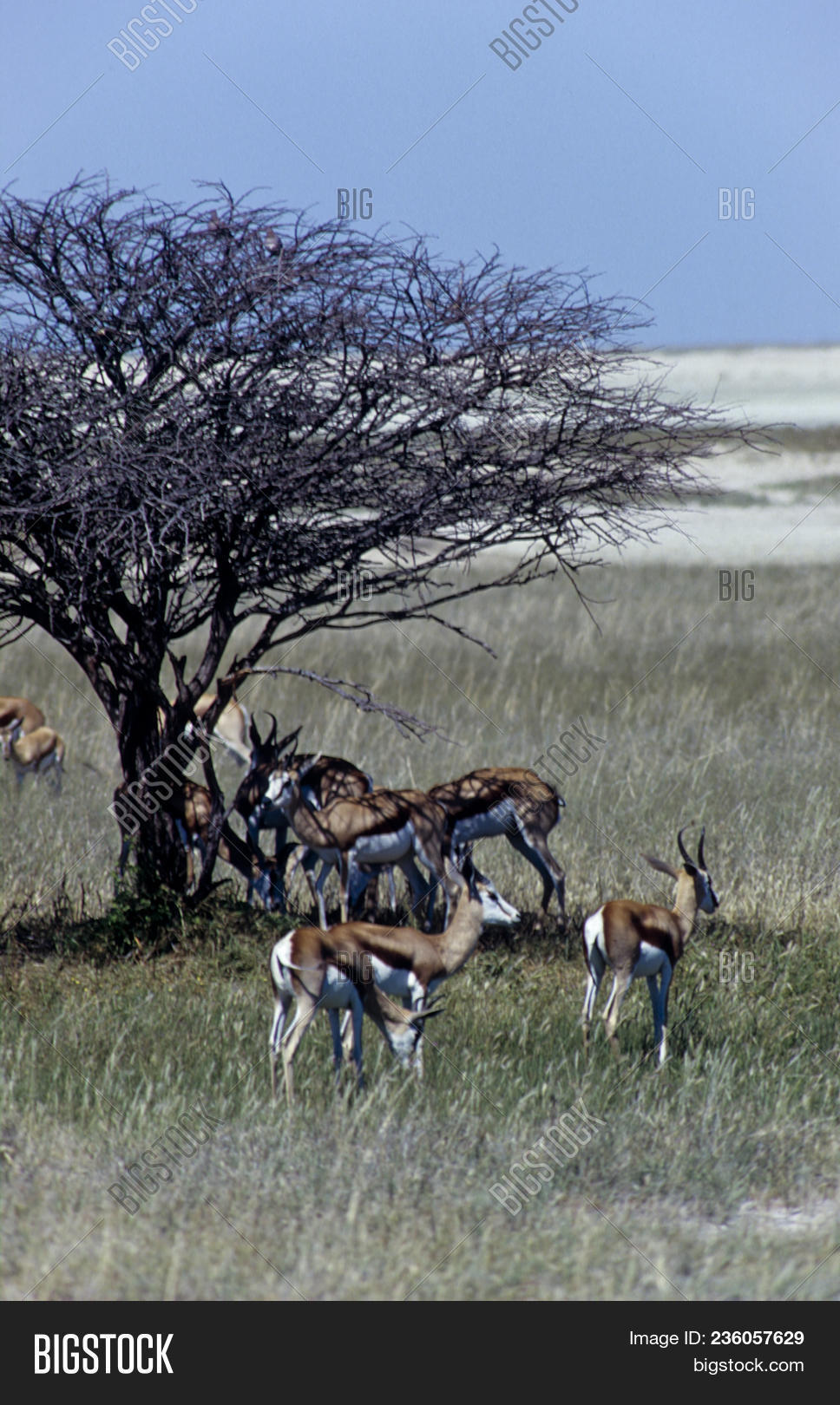Herd Springbok Under Image & Photo (Free Trial) | Bigstock