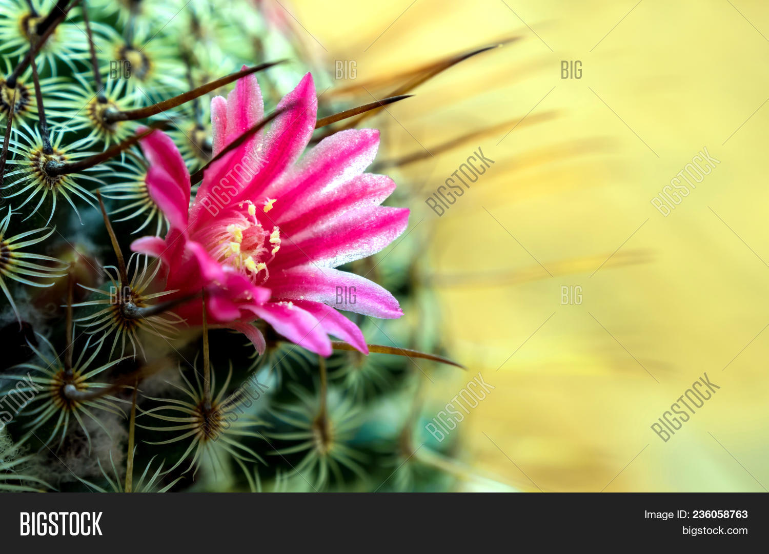Blooming Cactus Image & Photo (Free Trial) | Bigstock