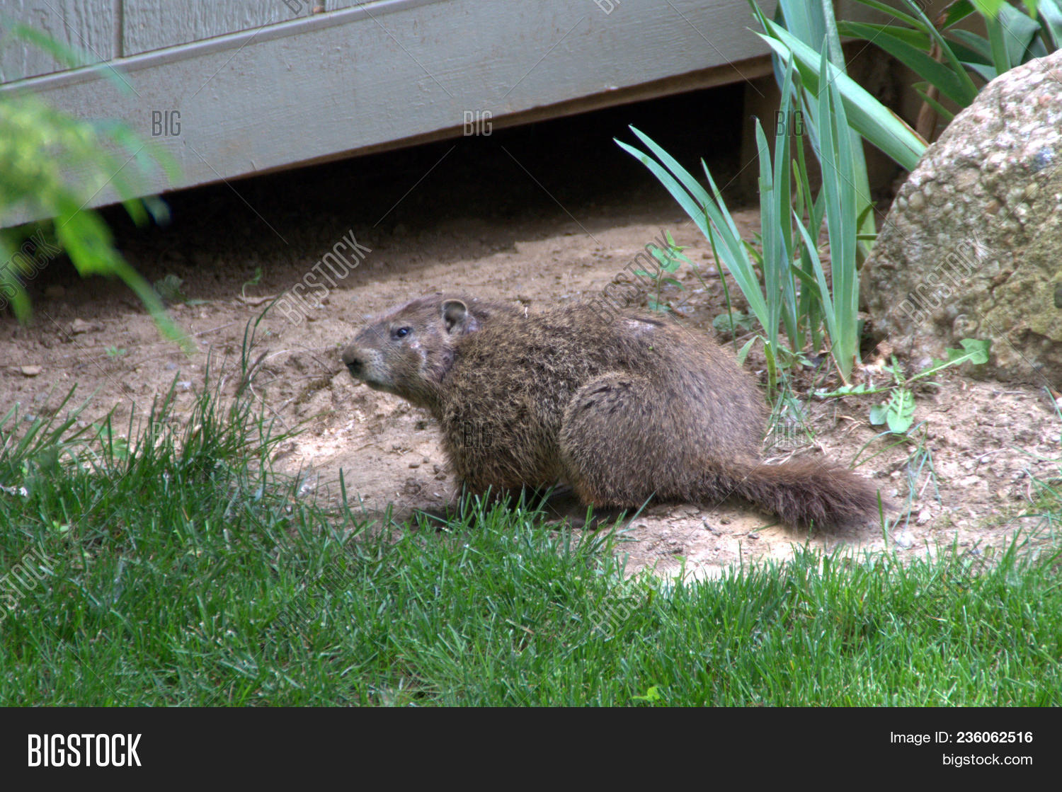 Groundhog Woodchuck Image & Photo (Free Trial) | Bigstock