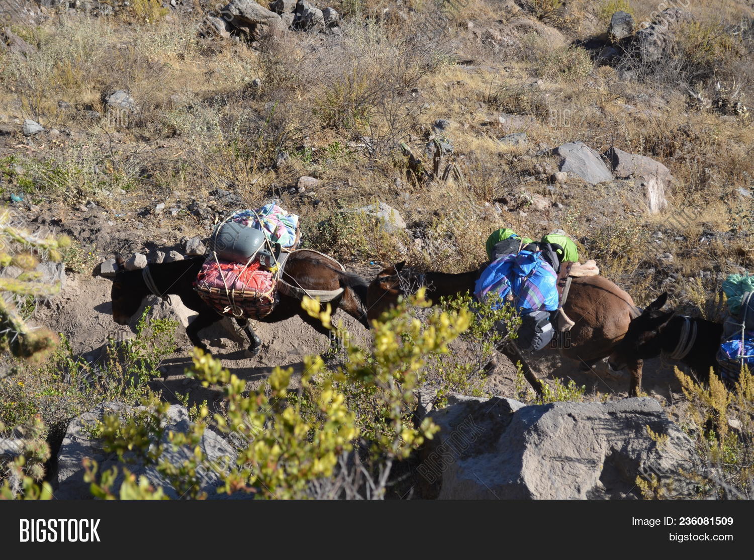 Mules Carrying Heavy Image & Photo (Free Trial) | Bigstock